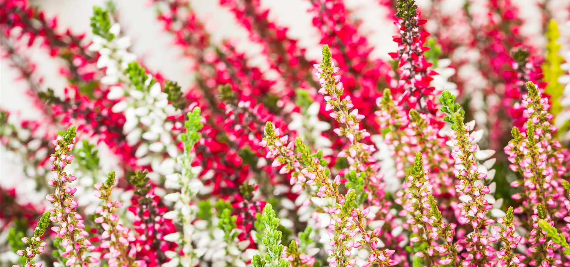Calluna vulgaris, Knospen 'Trio'