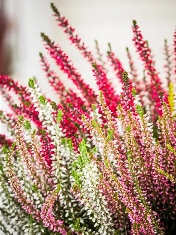 Calluna vulgaris, Knospen 'Trio'