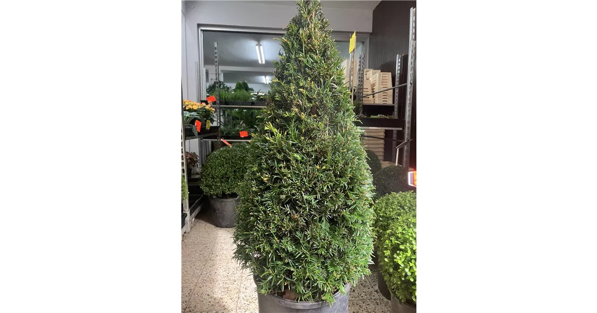 Taxus baccata, Pyramide