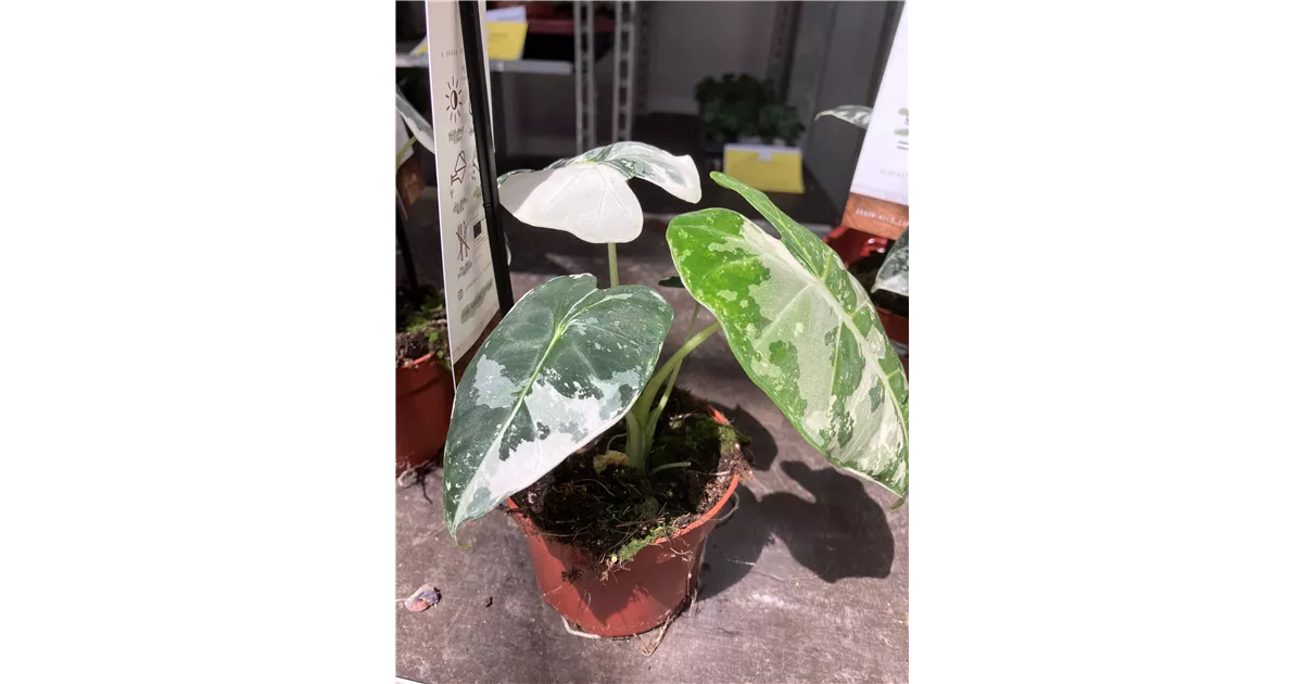 Alocasia Micholitziana "Variegated Frydek"